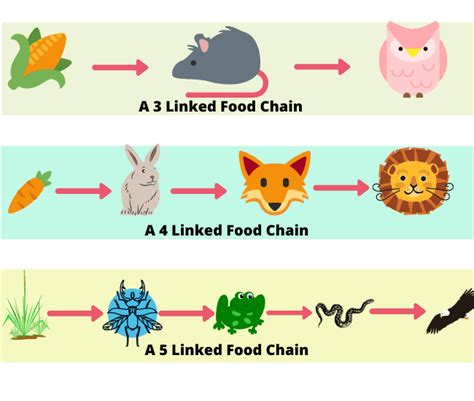 Information About Food Chains And Food Webs