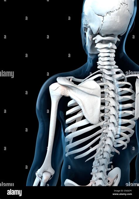 Shoulder Anatomy Artwork Stock Photo Alamy