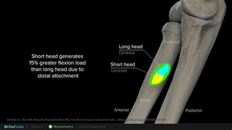 Biomechanics Of The Elbow With Distal Biceps Tendon Injuries OrthoPedia