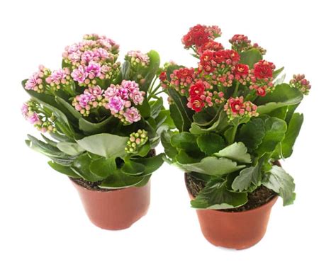 Aprende a Cuidar de un Kalanchoe Mundo Jardín