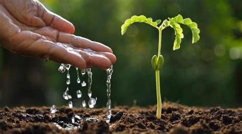 Agricultura Sustentável Entenda esse ramo da Ecologia Notícias Concursos