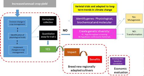 Schematic Flow Chart Showing The Processes To Develop New Crop