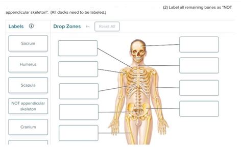 Label The Bones Of The Appendicular Skeleton Worksheets Library