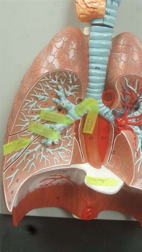 Respiratory Lab Diagram Quizlet