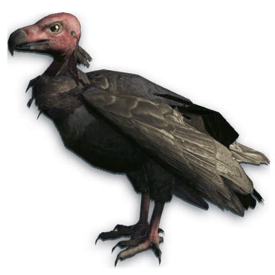 Télécharger Vautour Volante Turquie PNG transparent StickPNG