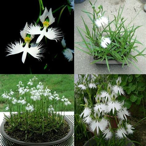 WHITE EGRET ORCHID FLOWER Habenaria Radiata Viable Seeds Plant Garden