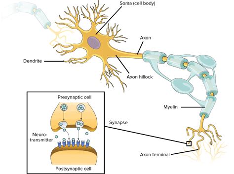 Chart Of A Neuron