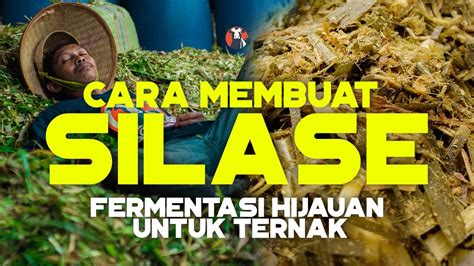 CARA MEMBUAT SILASE PAKAN FERMENTASI HIJAUAN MURAH MUDAH DAN EFISIEN