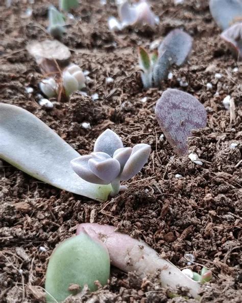 C Mo Reproducir Una Planta Suculenta Suculentas Plantas Suculentas