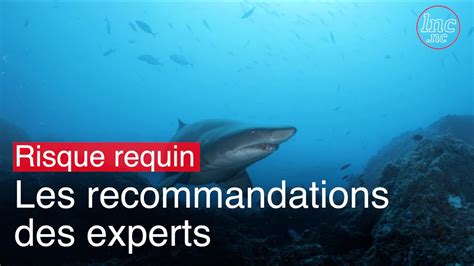 Risque requin en Nouvelle Calédonie les recommandations des