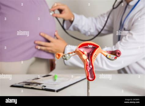 Le Docteur Gyn Cologue Coute Le Ventre D Une Fille Enceinte Par Un
