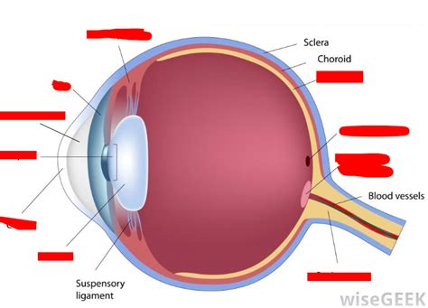 Neurobiology Perception Eye Diagram Part 2 Diagram Quizlet