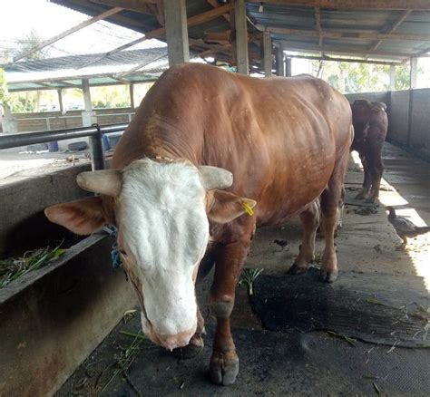 Sapi Limosin Asal KLU Terpilih Jadi Hewan Kurban Presiden