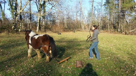 L Ducation Du Cheval Comme Les Chevaux D Ans