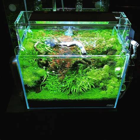 Ciclado Del Acuario Paso A Paso ჱ Guía 2021 Acuario3web Acuario