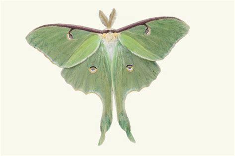 Luna Moth Drawing