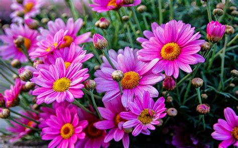 Margaritas Flores Hermosas Flores De Color Rosa Fondo De Pantalla Hd