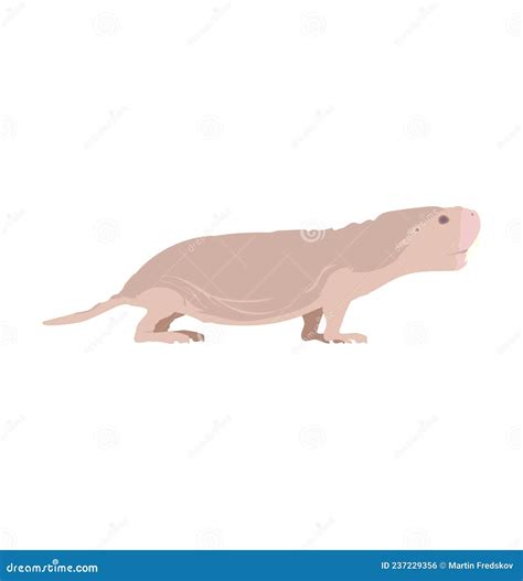 Naked Mole Rat Runs In Tunnel Vector Image CartoonDealer 103324397