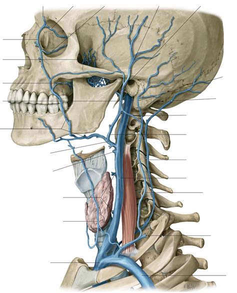 Veins Of The Head And Neck Left Lateral View Diagram Quizlet