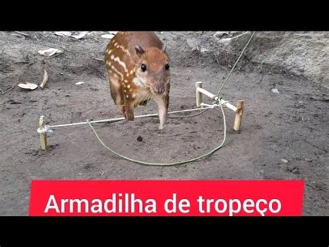 armadilha de tropeço perfeita para pegar paca cutia cateto javali veado