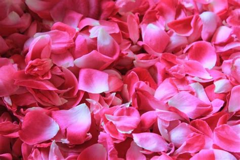 Cómo secar flores naturales sin que pierdan su color