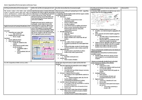 Summary Sheets PHYS Week 2 Organisation Of The Nervous System And
