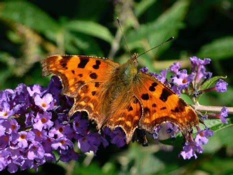 Solve Butterfly Jigsaw Puzzle Online With Pieces