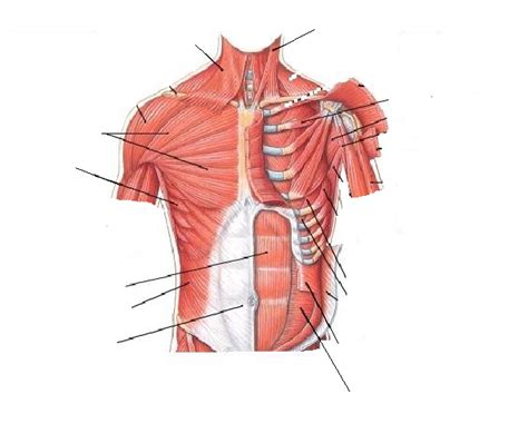 Chest Muscles Diagram Quizlet