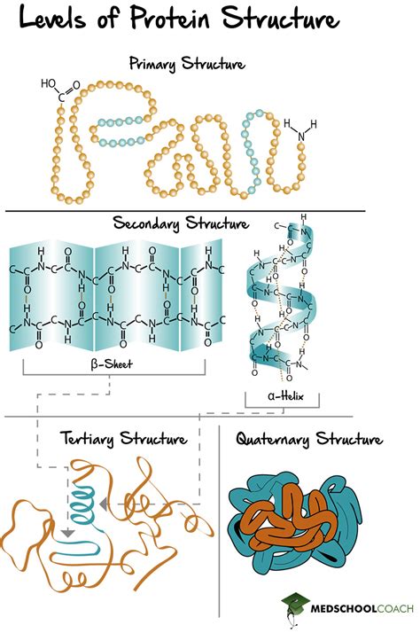 Levels Of Protein Structure MCAT Biochemistry MedSchoolCoach