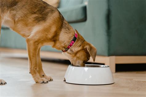 Los Mejores Piensos Para Perros Esterilizados