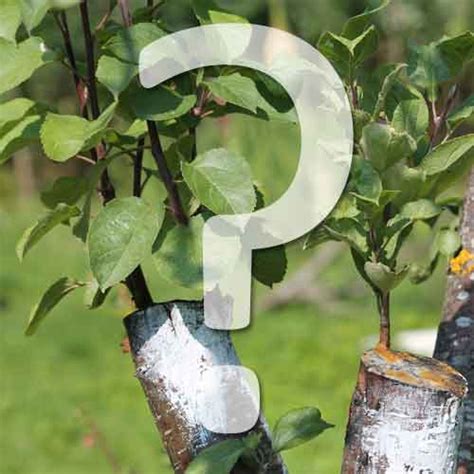 Comment Greffer Un Arbre Fruitier