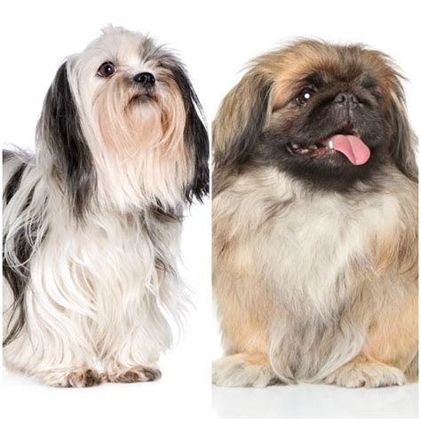Cuántos hijos puede tener un shih tzu Beagle Spain Tu Web y