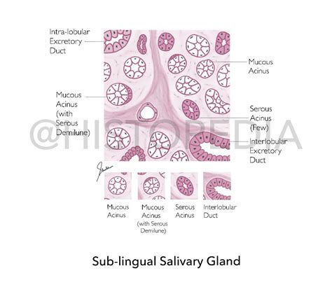 Sub Lingual Salivary Gland Histology Salivary Gland Gland Parotid Gland