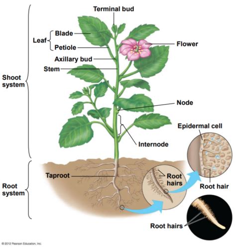IB Biology Plant Biology Lesson 1 Introduction Flashcards Quizlet