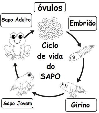 ciclo 1 png 342388 pixels Reprodução dos animais Planos de aula