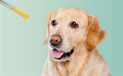 Donner un médicament à son chien astuces et conseils