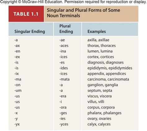 Human Anatomy Chapter Vocabulary Flashcards Quizlet