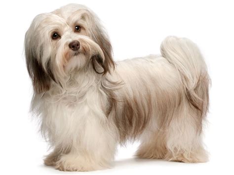 240 Images Photos De Bichon Havanais Chiot Et Adulte