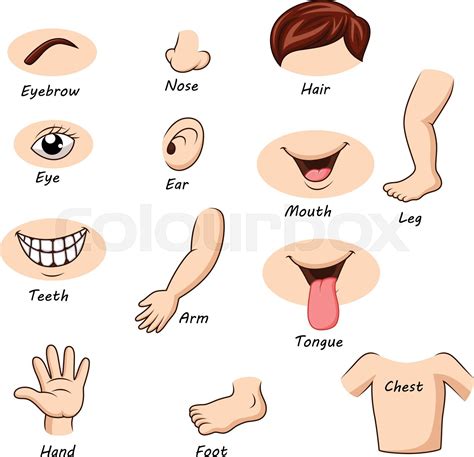 Human Body Parts Collection Set Stock Vector Colourbox