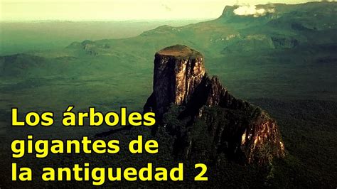 Los árboles gigantes de la antigüedad 2 NUEVO YouTube
