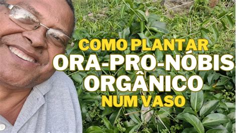 Como plantar ORA PRO NÓBIS em Vaso na varanda de forma orgânica YouTube