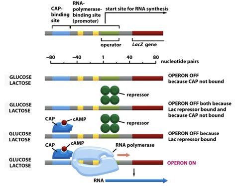 Lac Operon Diagram Diagram Quizlet