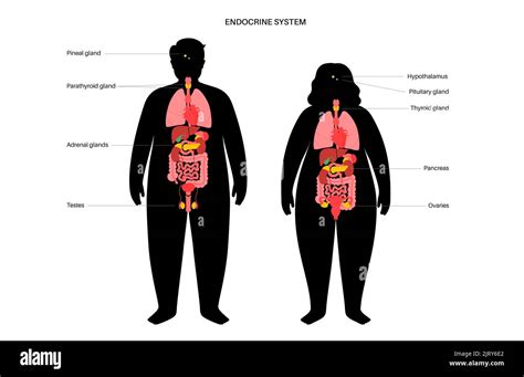 Human Endocrine System Illustration Stock Photo Alamy