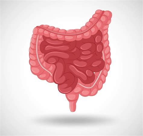 Obstrução intestinal o que é causas sintomas e tratamentos