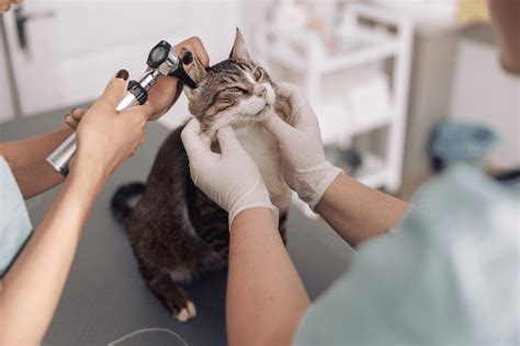 Otite em gatos Como prevenir e tratar a inflamação no ouvido Pearson