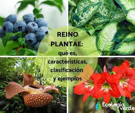 Reino Plantae o Vegetal qué es características clasificación y