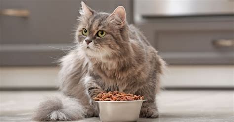 Mi Gato No Quiere Comer 3 Remedios Caseros Para Abrirle El Apetito A