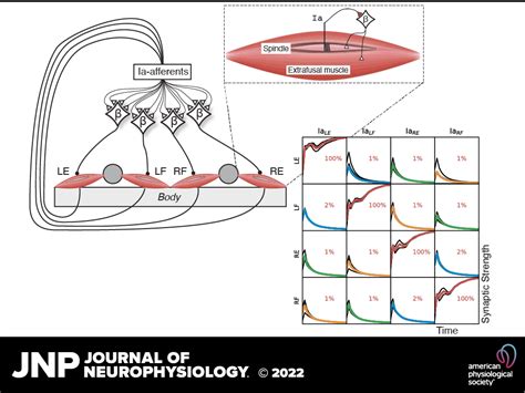 a model for self organization of sensorimotor function the spinal monosynaptic loop journal