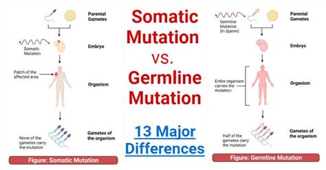 Somatic Mutation Vs Germline Mutation 13 Major Differences In 2023