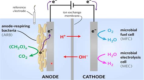 Microbial Electrochemical Cells YouTube